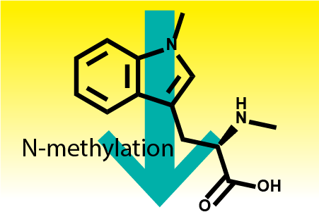 N-methyl, capped analogs